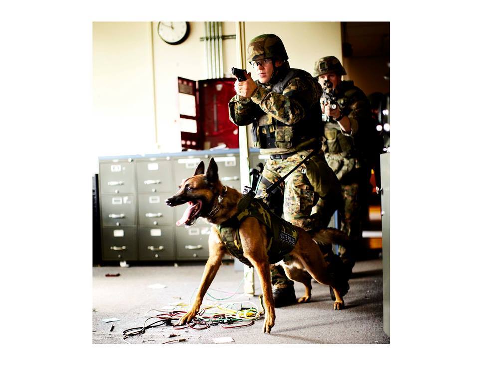 Sonobond technology for canine protection