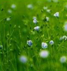 Flax future for Citroen